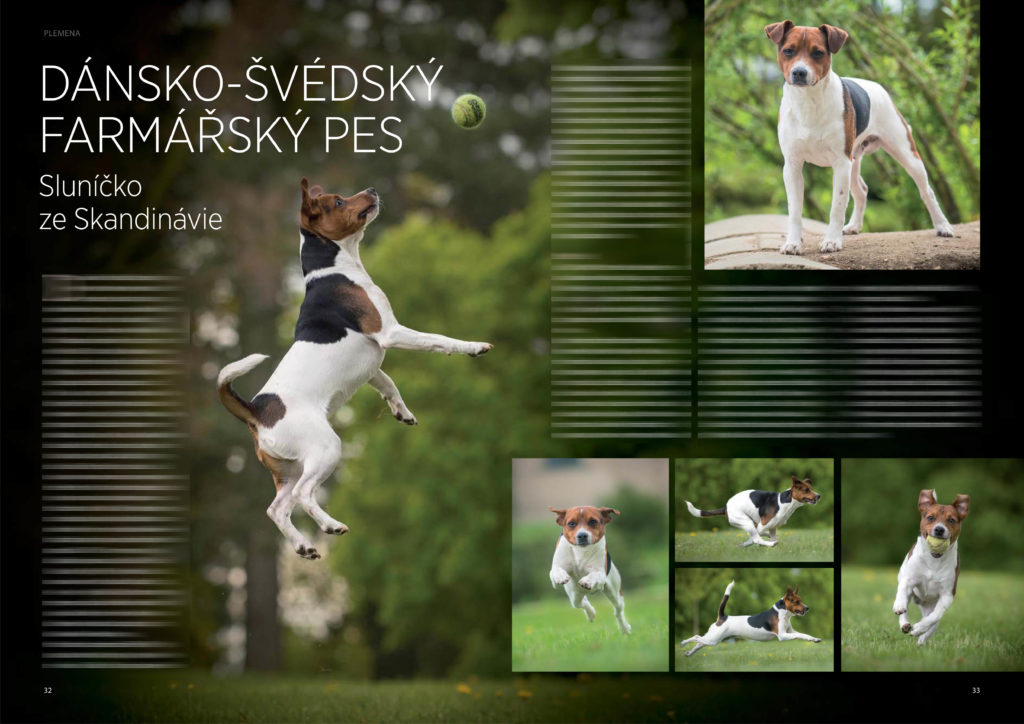 Dánsko-švédský farmářský pes – www.pespritelcloveka.cz