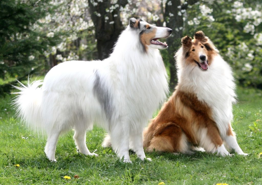 Znáte AMERICKOU KOLII? – www.pespritelcloveka.cz